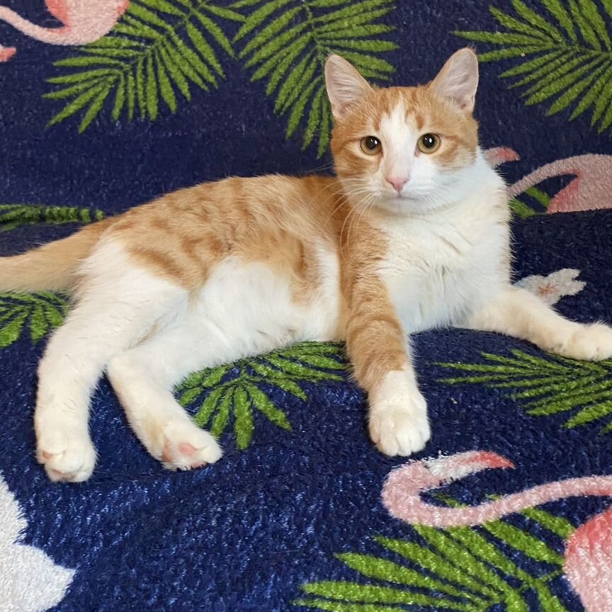 Котик
