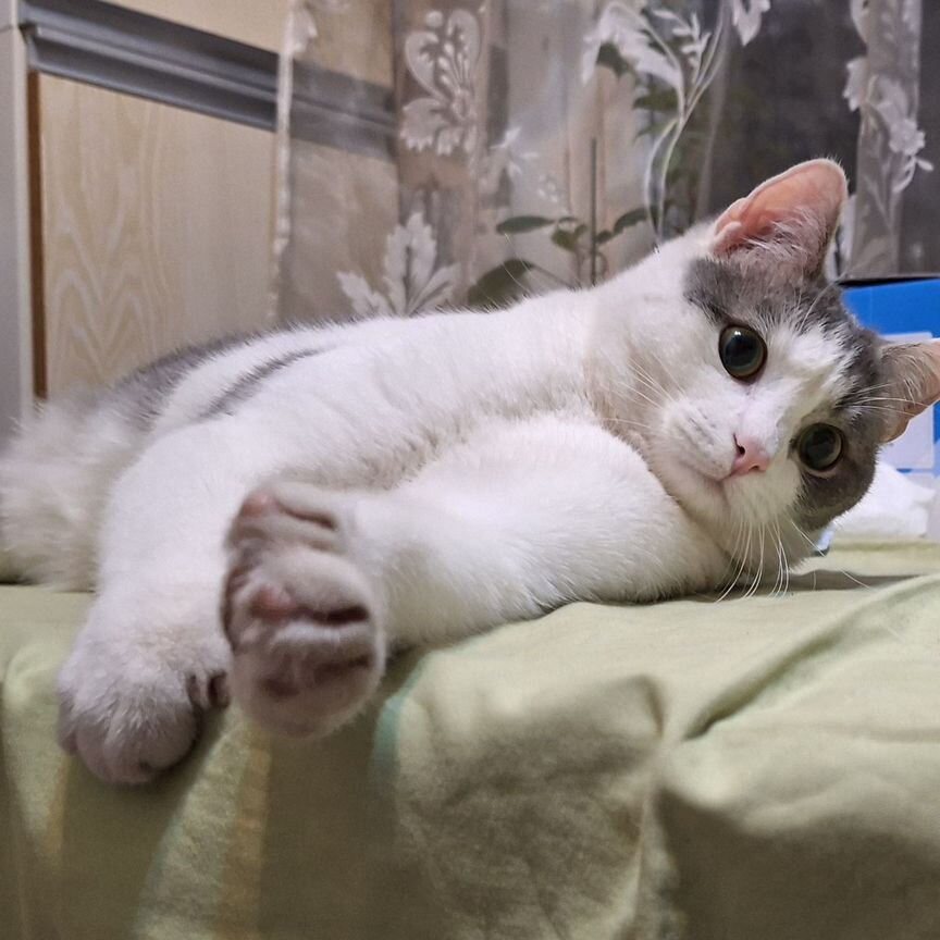 Кот лапочка в самые добрые любящие руки