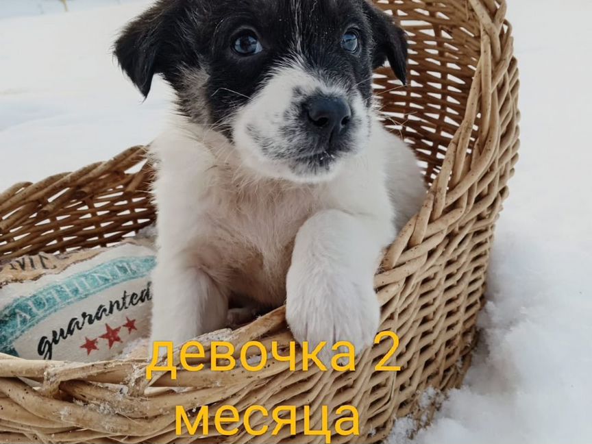 Щенки дворяне