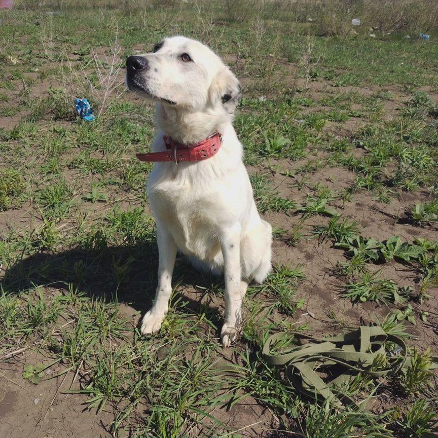 Пират молодой пес, очень предан