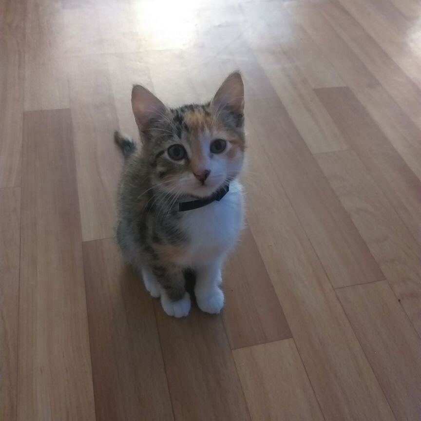 Отдам в добрые руки