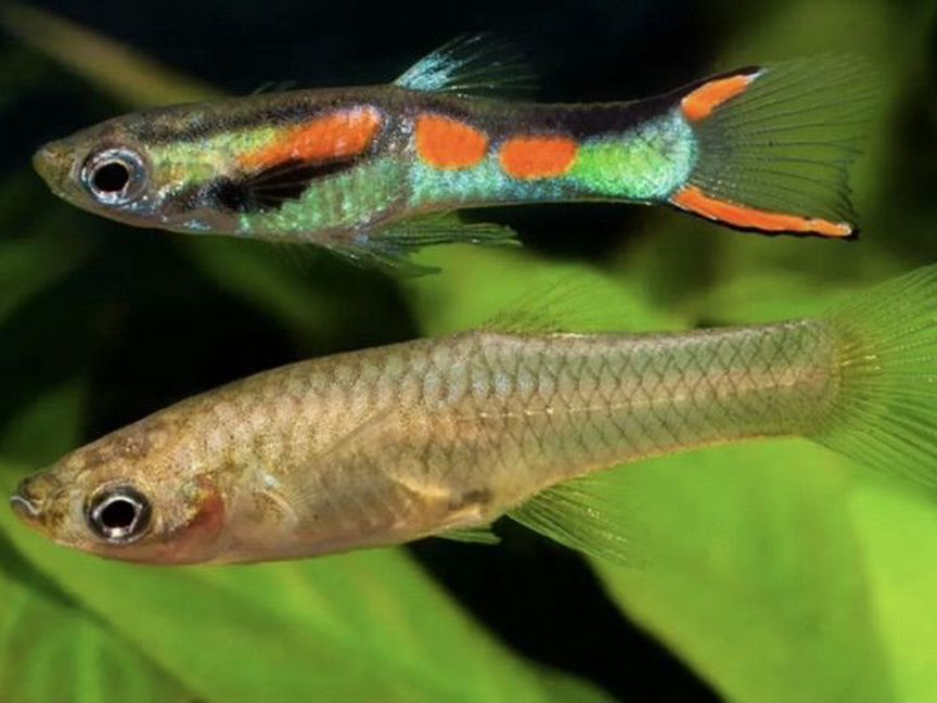 Рыбки гуппи