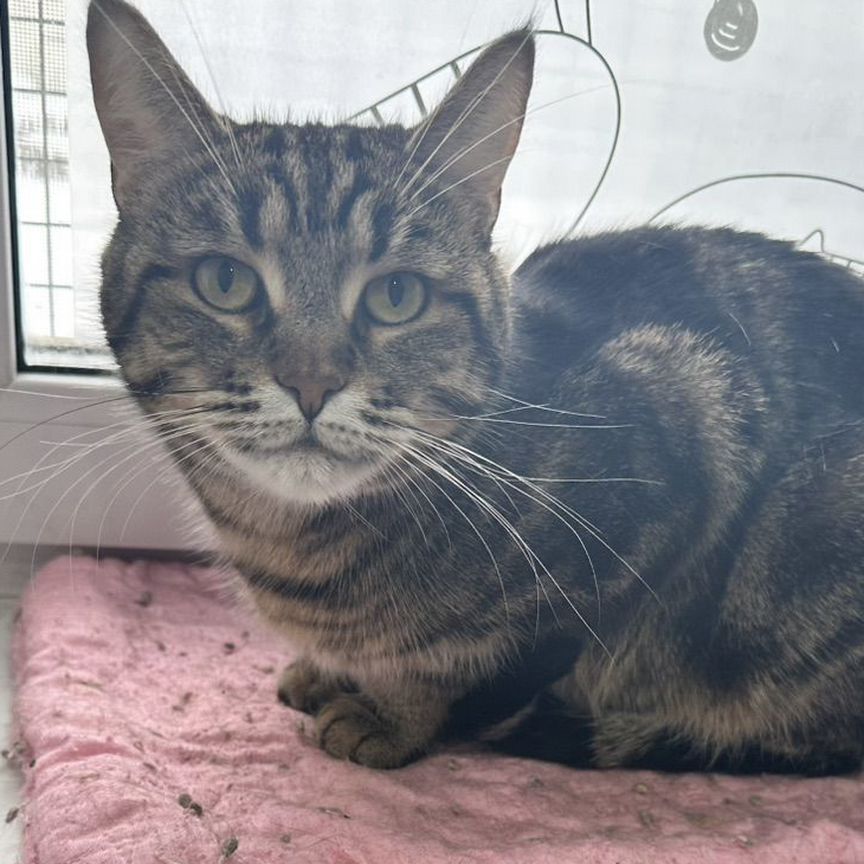 Взрослая, кошка в добрые руки