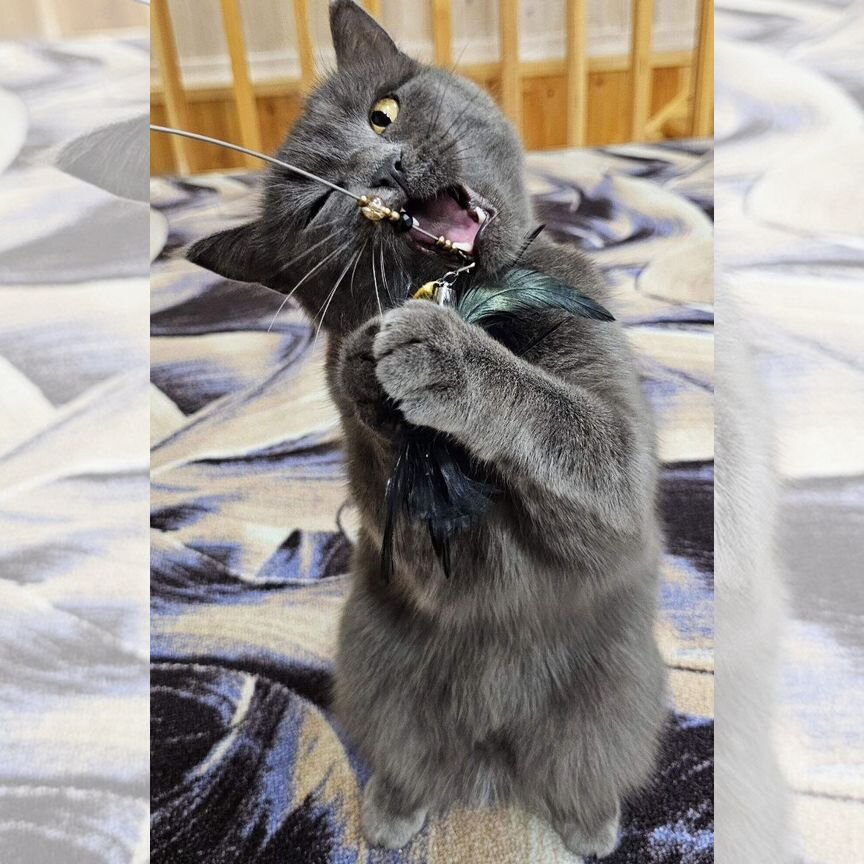 Взрослая, кошка в добрые руки