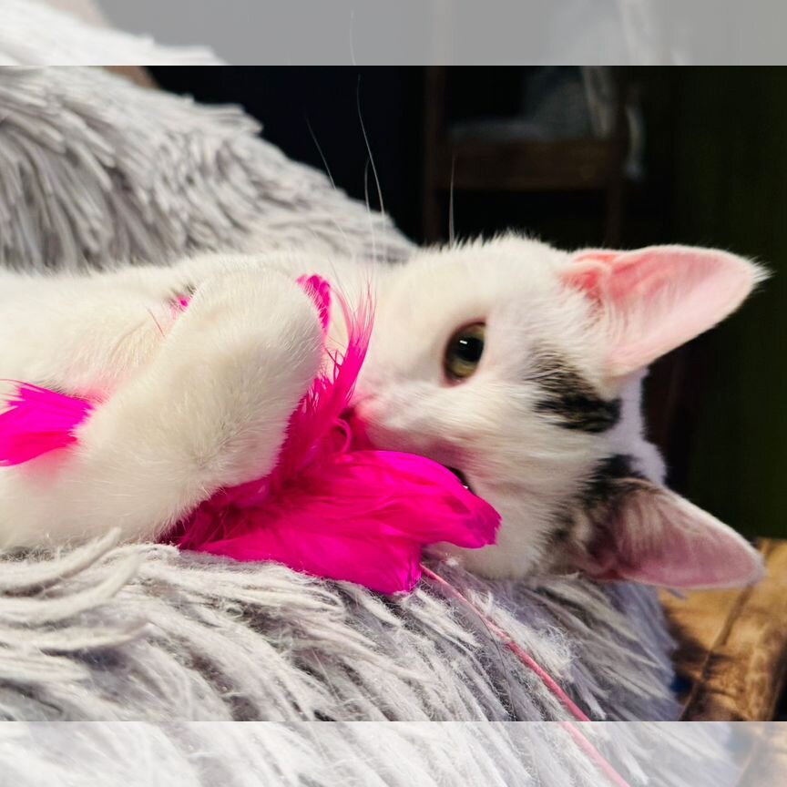 Котёнок в добрые руки