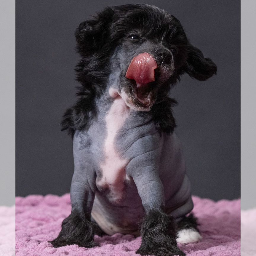 Китайская хохлатая, щенок