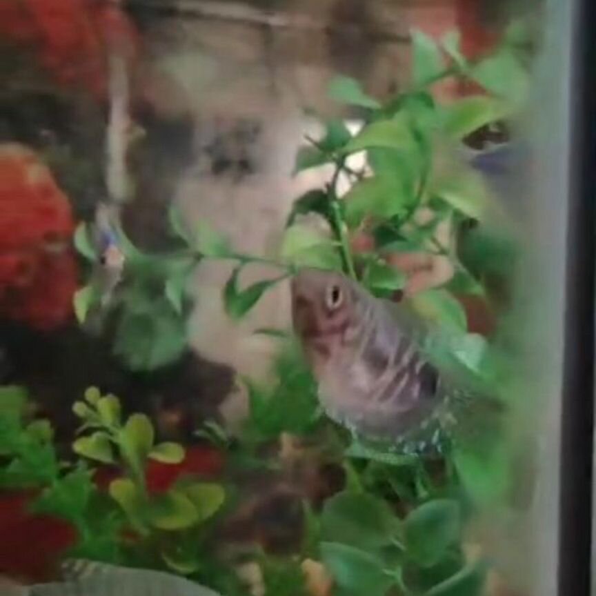 Аквариумные рыбки