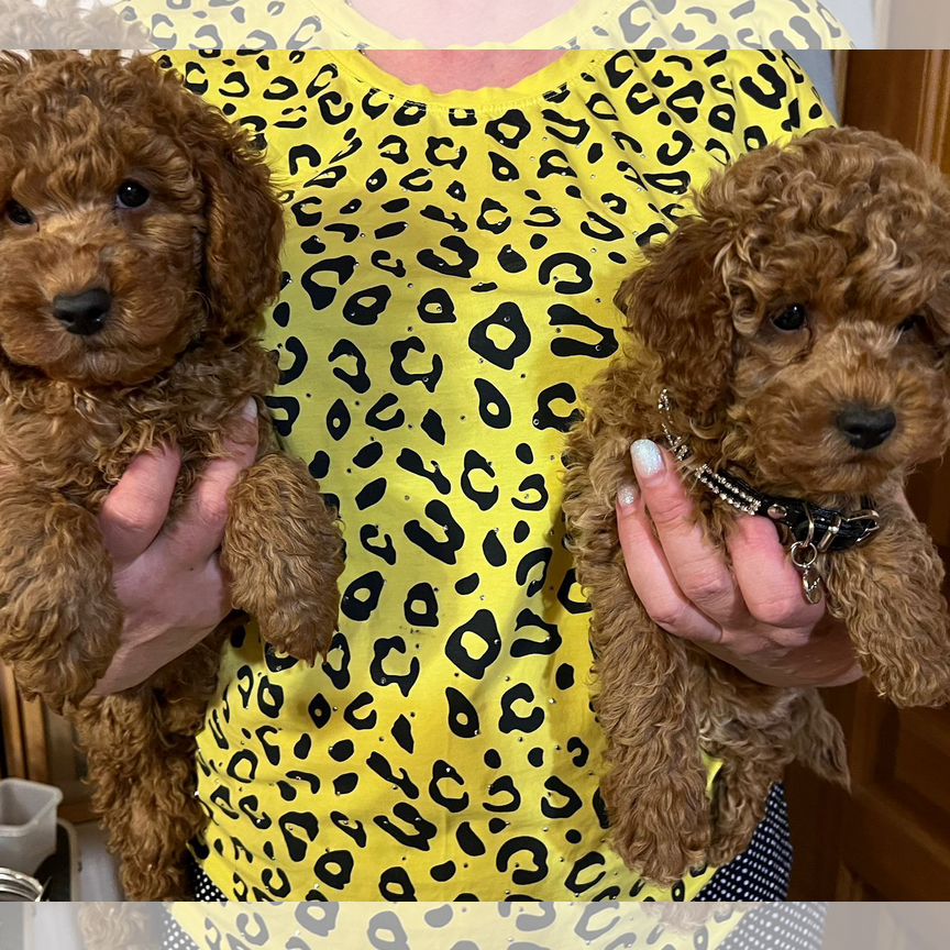 Карликовый пудель, щенок