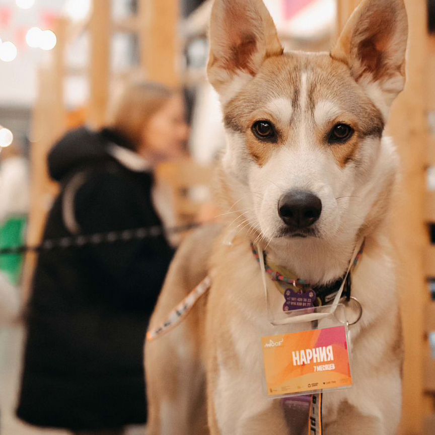 Щенок в добрые руки