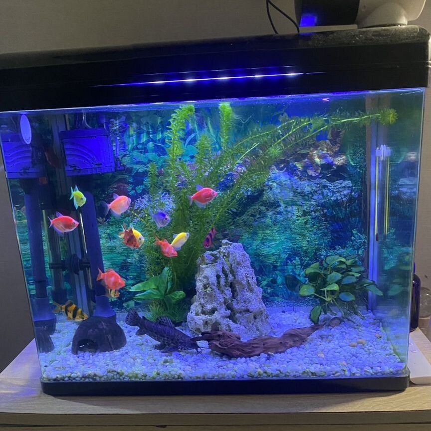 Аквариум с рыбками