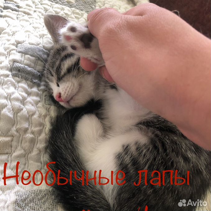 Лучшие котята на Земле