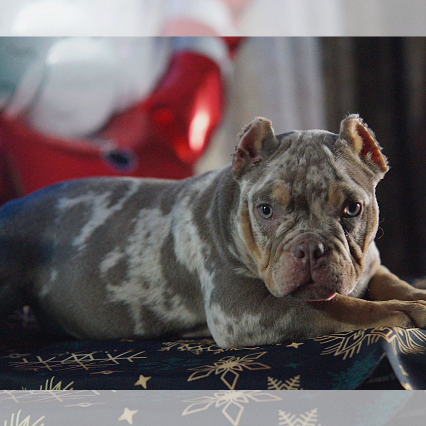 Американский булли, щенок