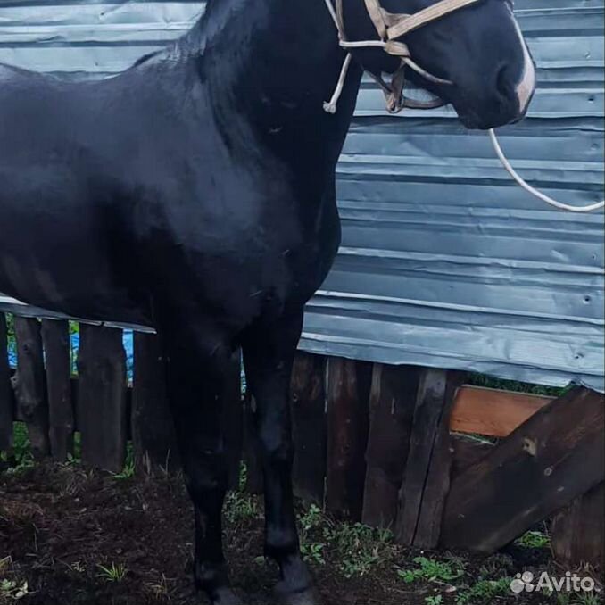 Жеребец 2.5 года