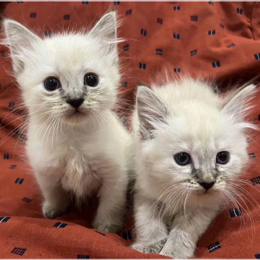Невский маскарадный котёнок