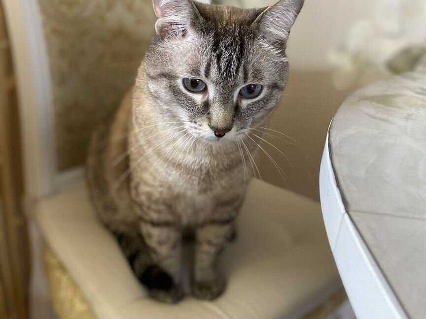 Кот