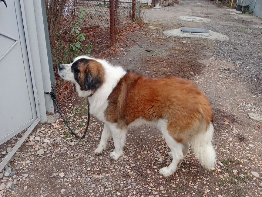 Вязка собак сербернар