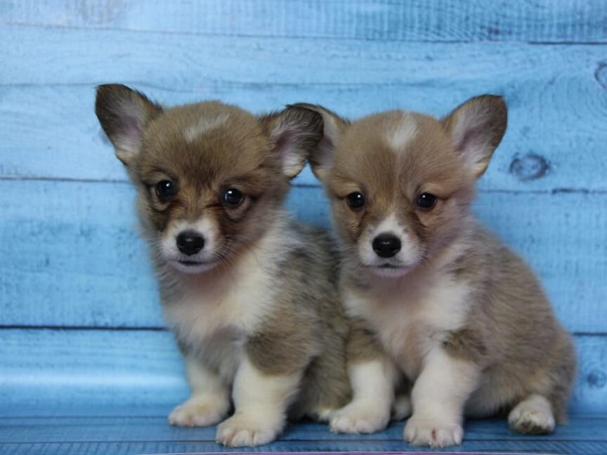 Девочки корги пемброк