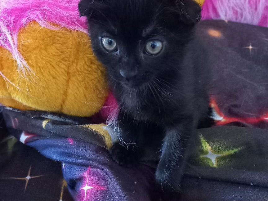 Анфиса в вашу семью