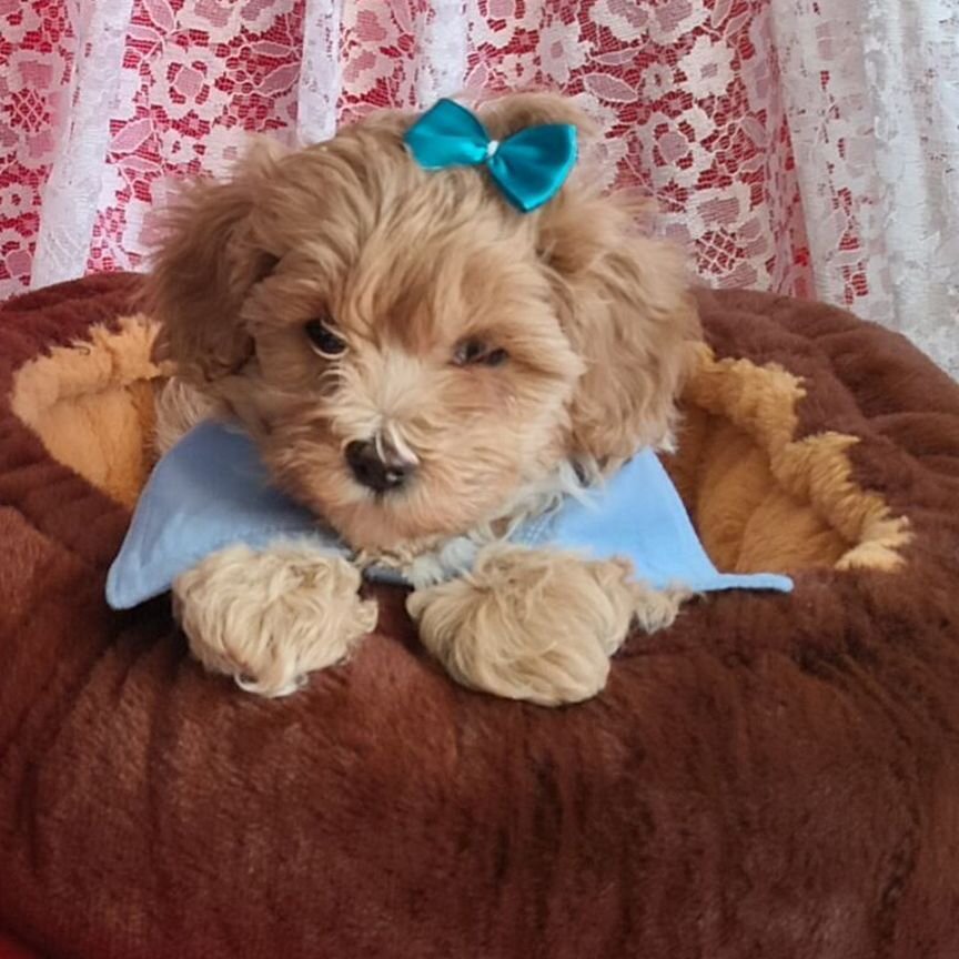 Мальтипу, щенок