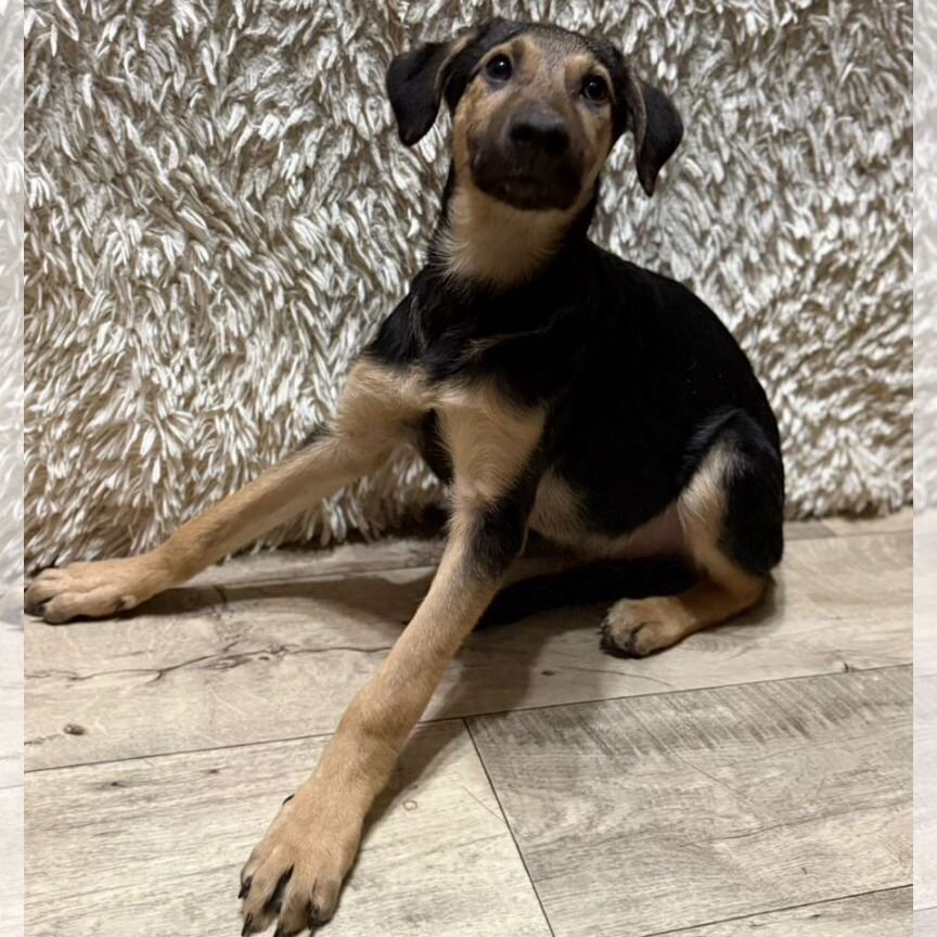 Щенок в добрые руки