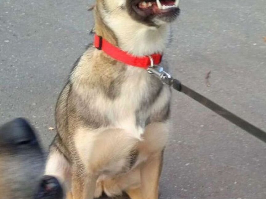 Щенок ищет приют