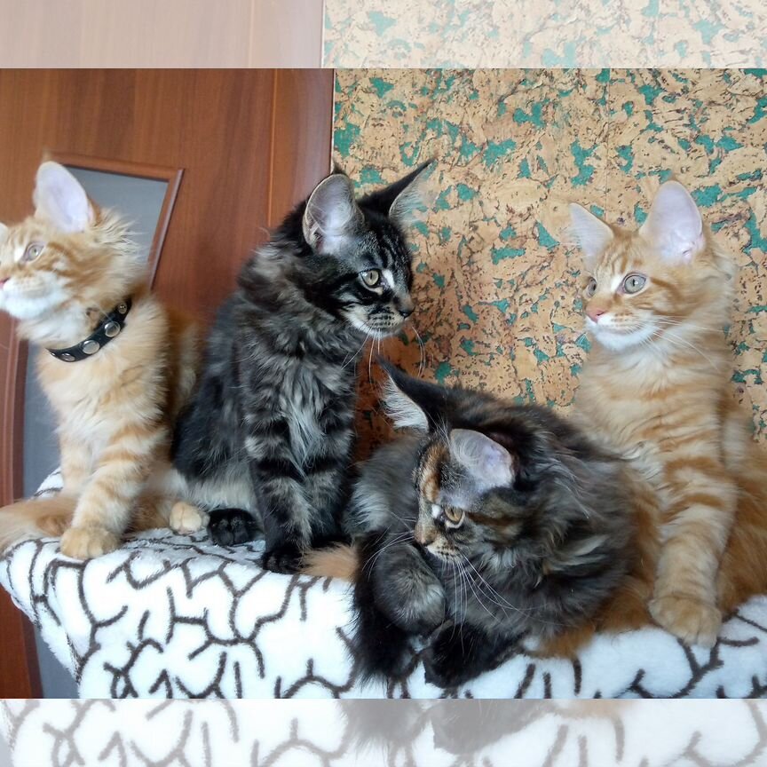 Мейн - Кун котята