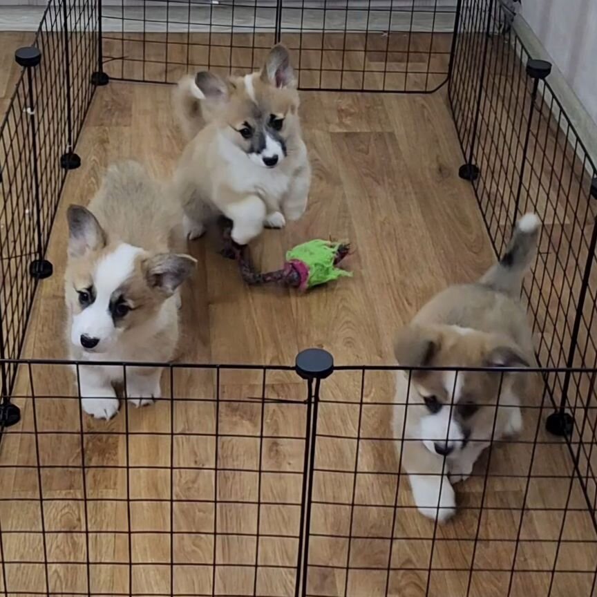 Вельш-корги