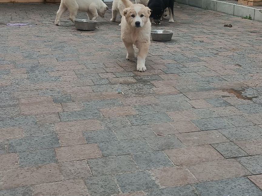 Кавказский волкодав