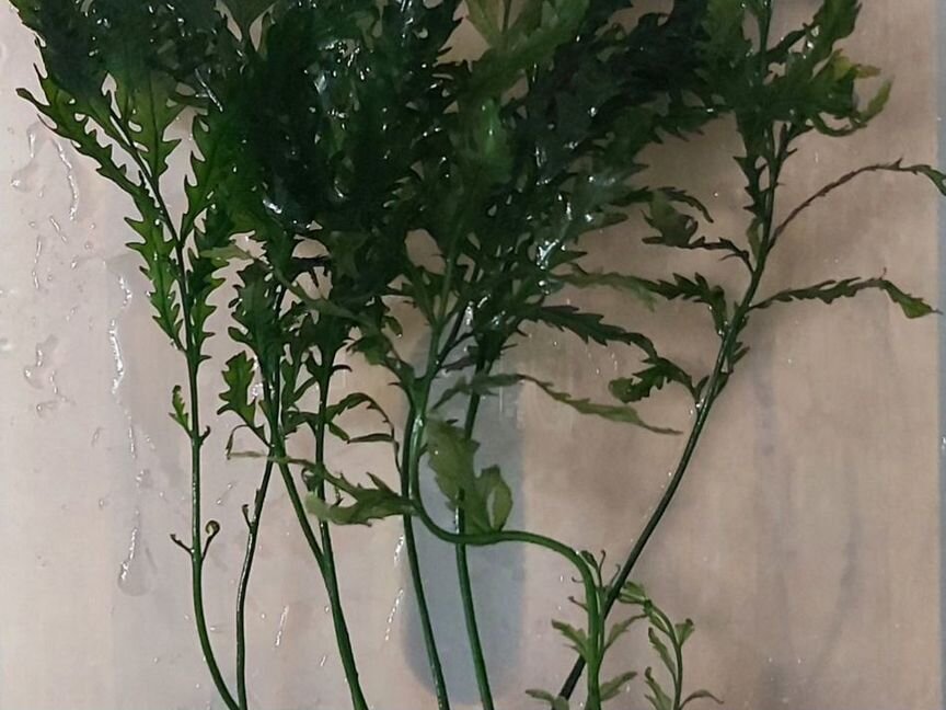 Аквариумные растения