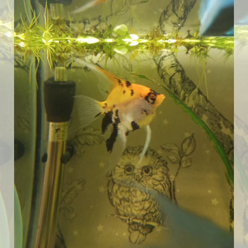 Скалярия кои, и попугайчики