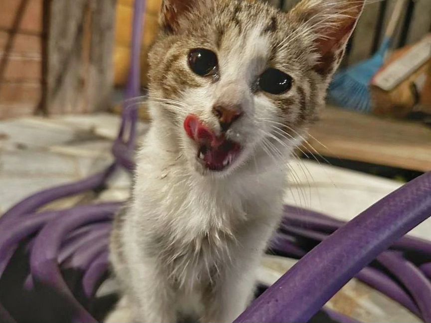 Котёнок ласковая девочка в дар в добрые руки Кошка