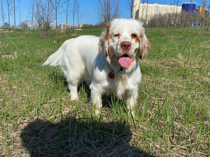 Продам суку кламбер-спаниэля