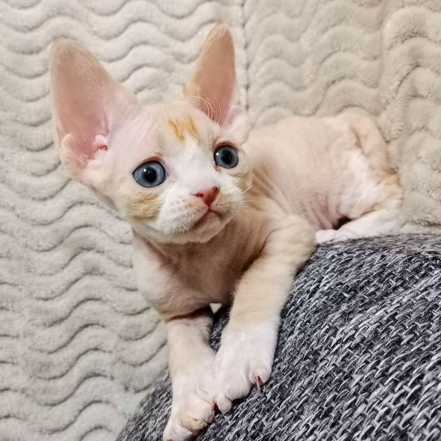 Котенок Девон-рекс (мальчик)