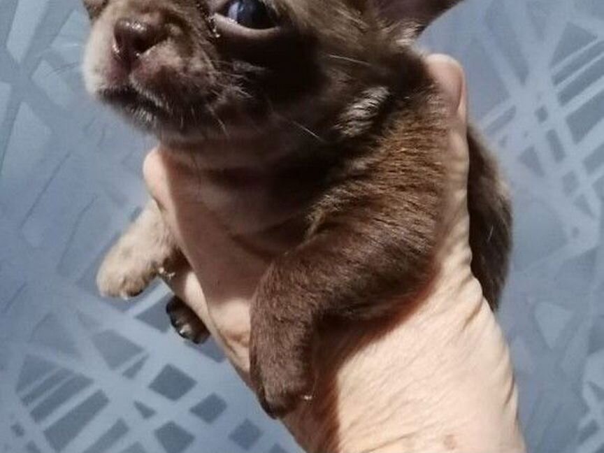 Чихуахуа мини девочка шоколадная мерле