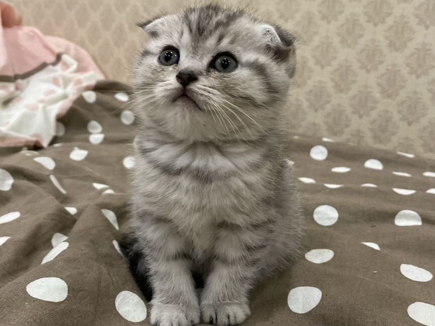 Шотландские вислоухие котята