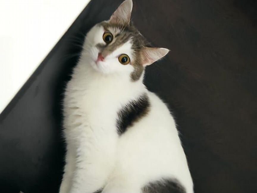 Добрый молодой котик в семью