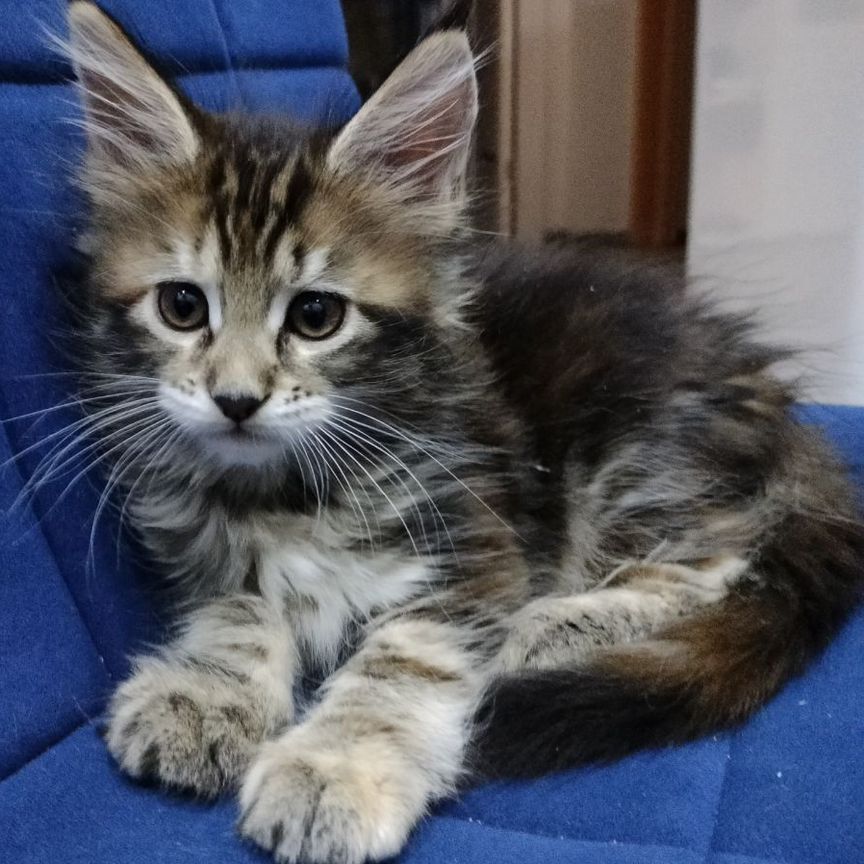 Мейн-кун котёнок