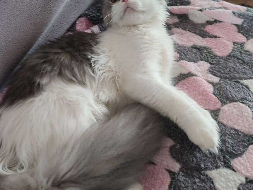 Кошки