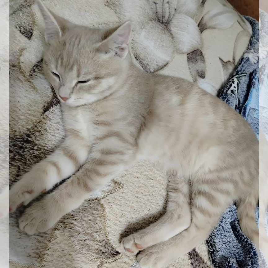 Котёнок в добрые руки