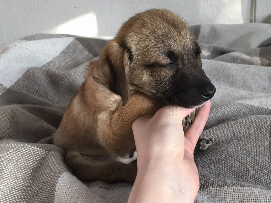 Щеночки от маленькой собаки