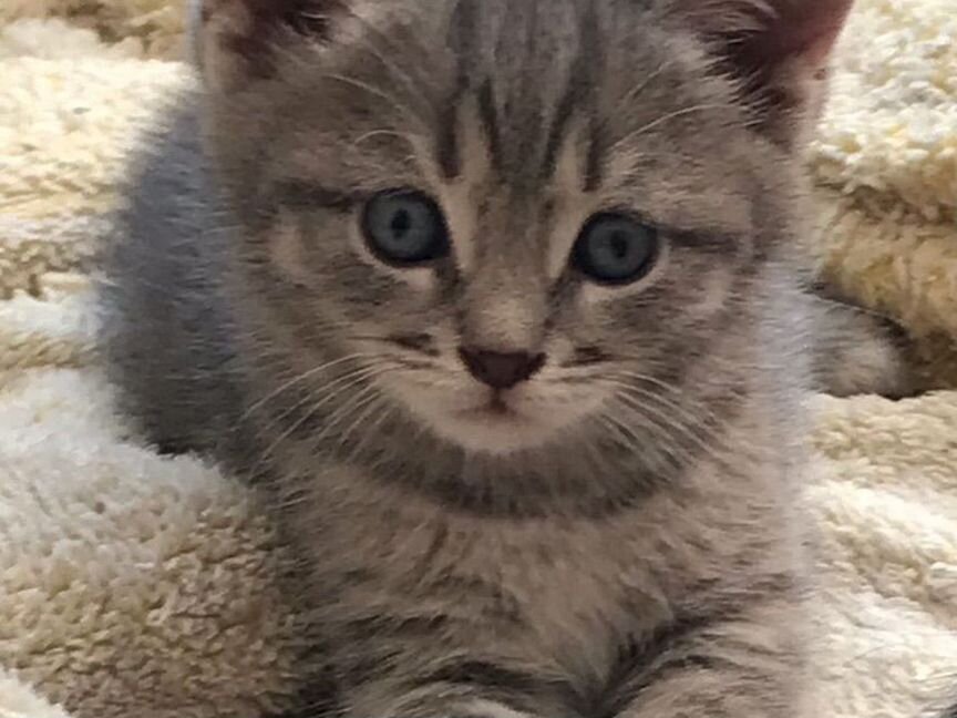 Котята