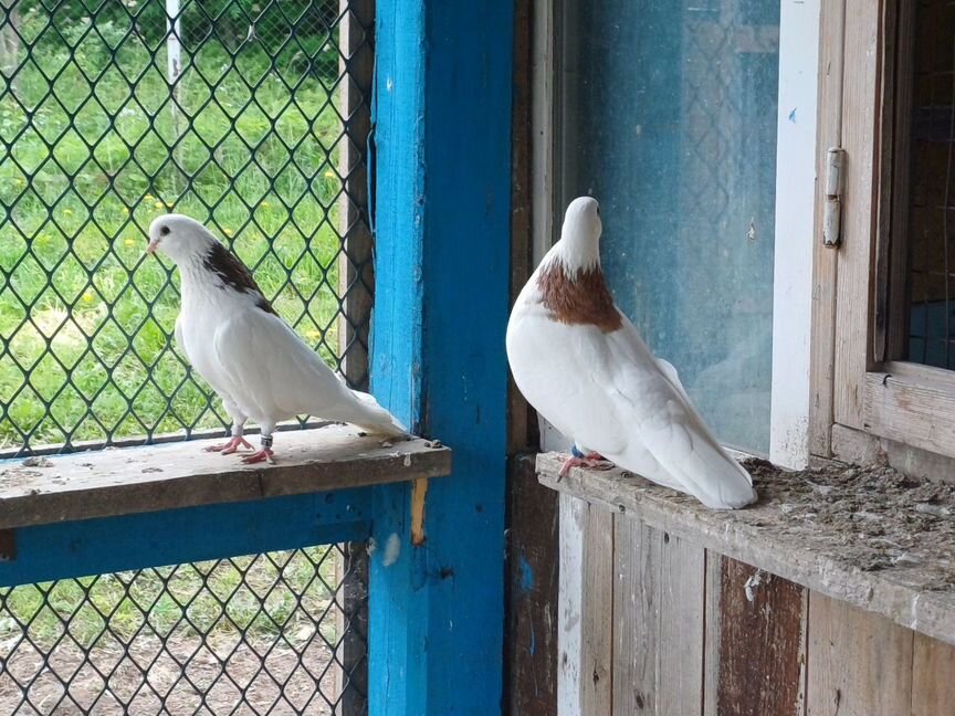 Ижевские голуби