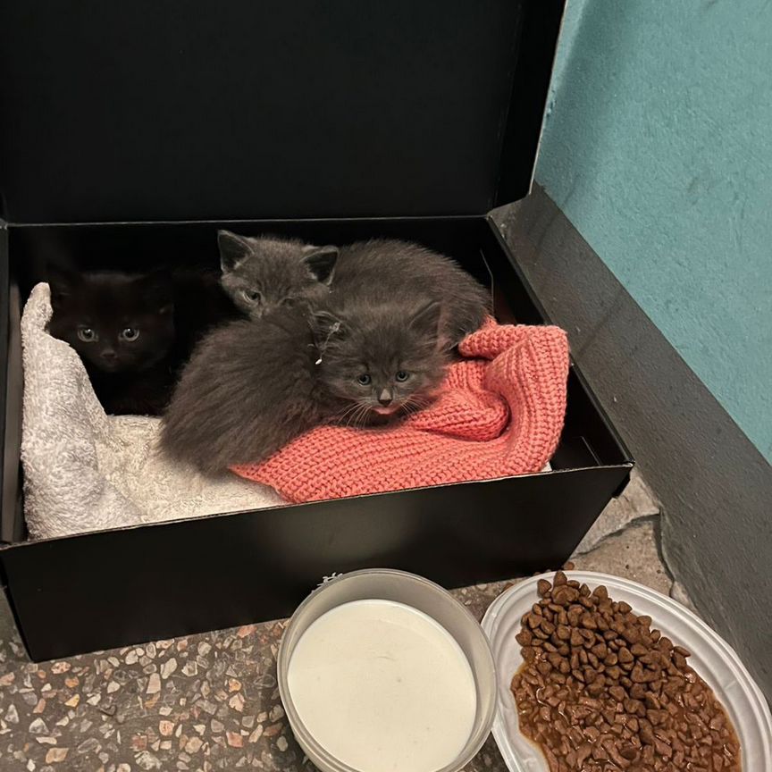 Котята в добрые руки, подбросили в подъезд, Обь