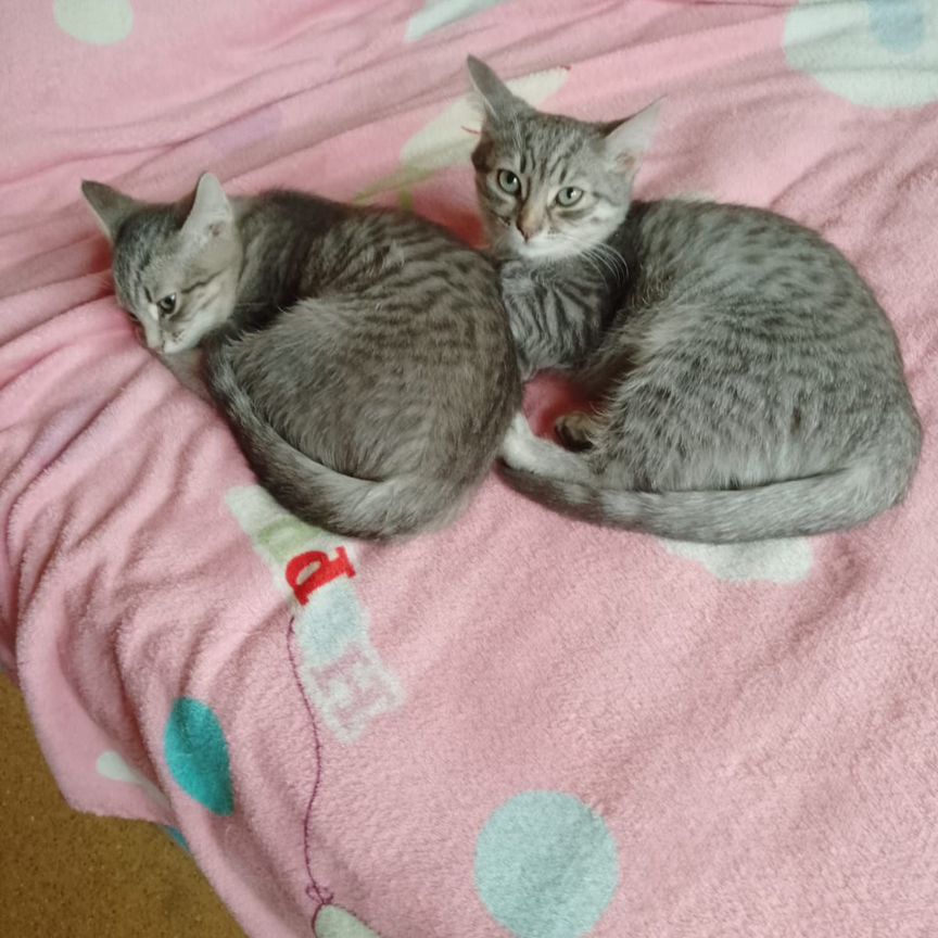 Отдам в добрые руки