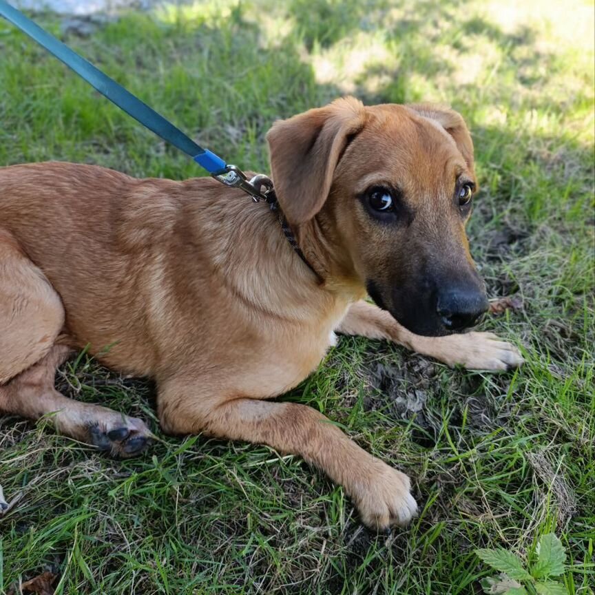 Щенок ищет любящих хозяев