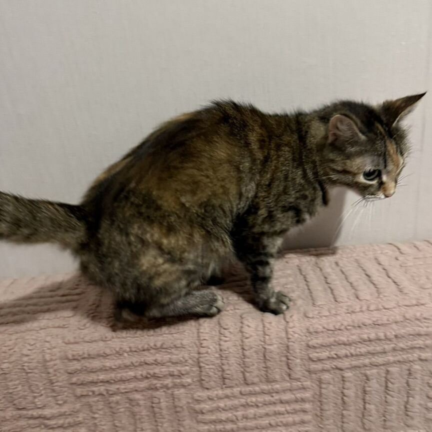 Взрослая, кошка в добрые руки