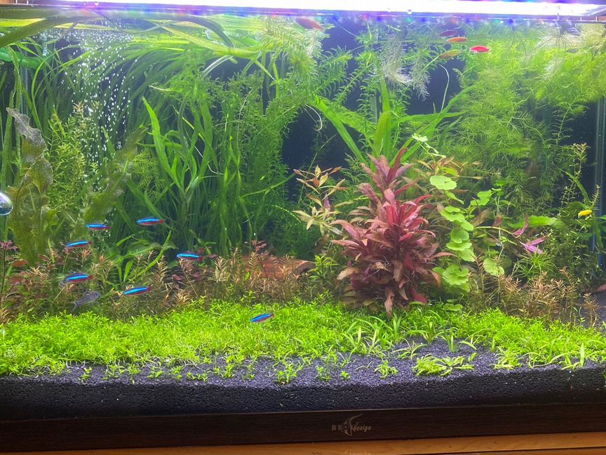 Аквариумная прополка