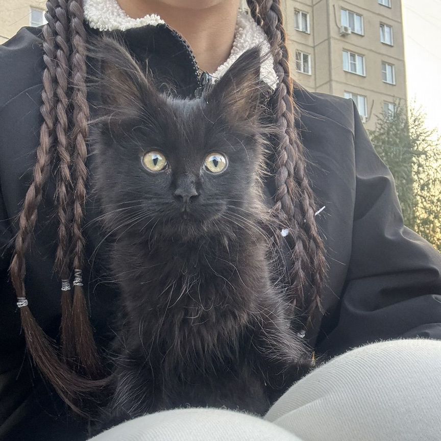 Котёнок в добрые руки