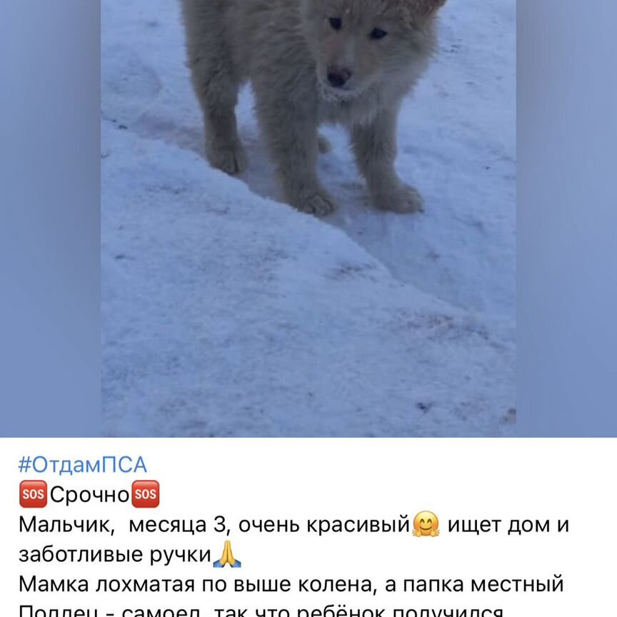 Щенок метис самоеда