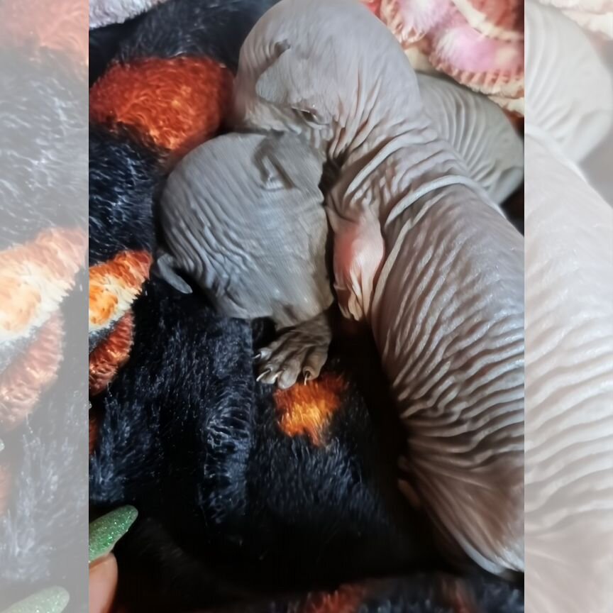 Канадский сфинкс котёнок